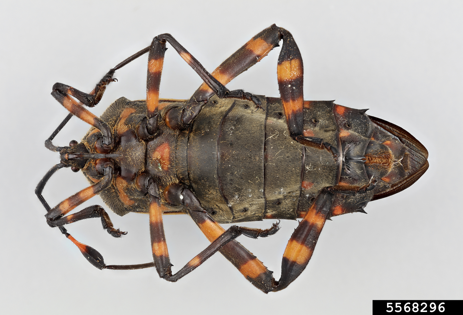 Leaf-footed bug (Thasus gigas)
