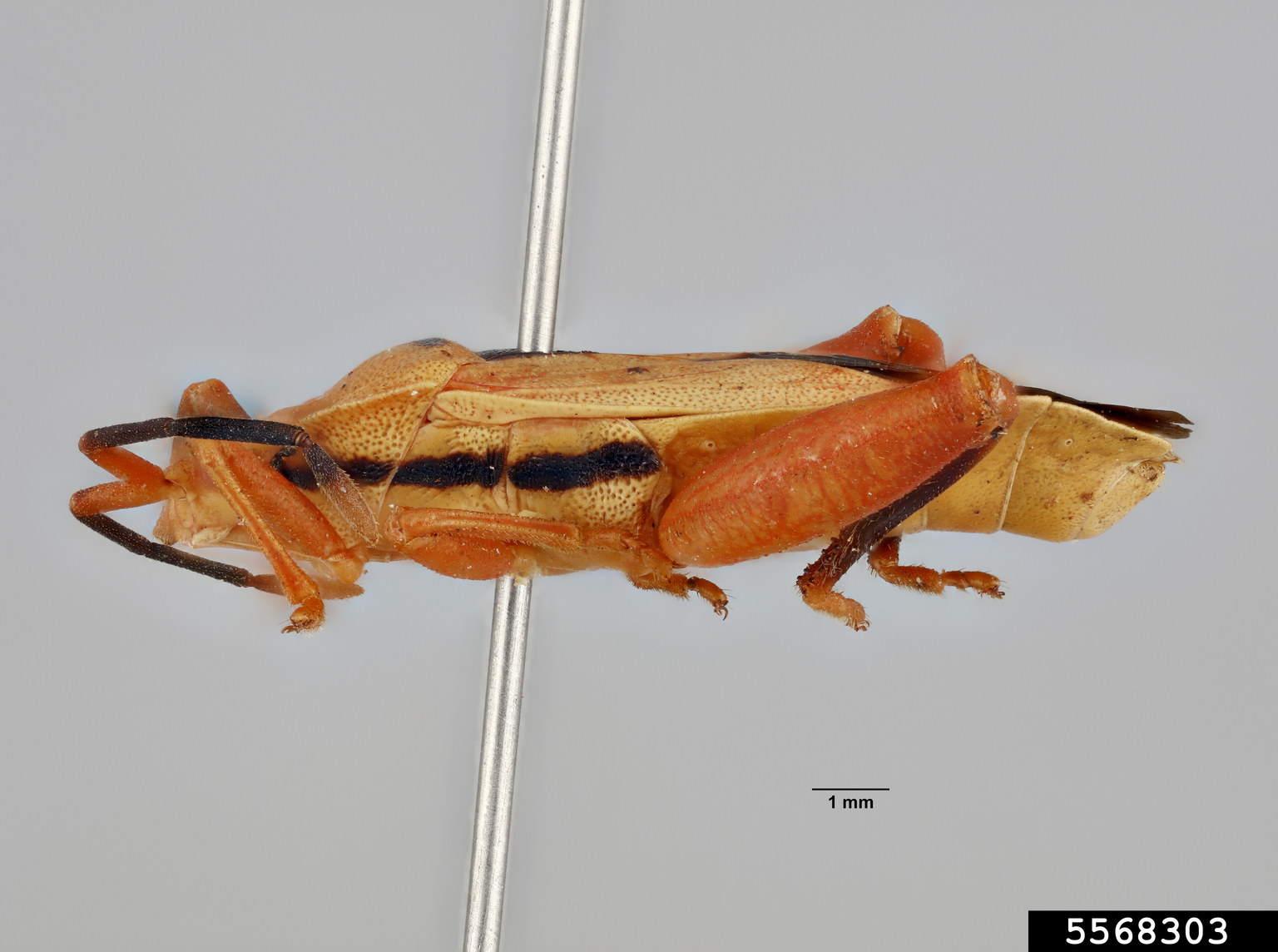 Leaf-footed bug (Thlastocoris laetus)