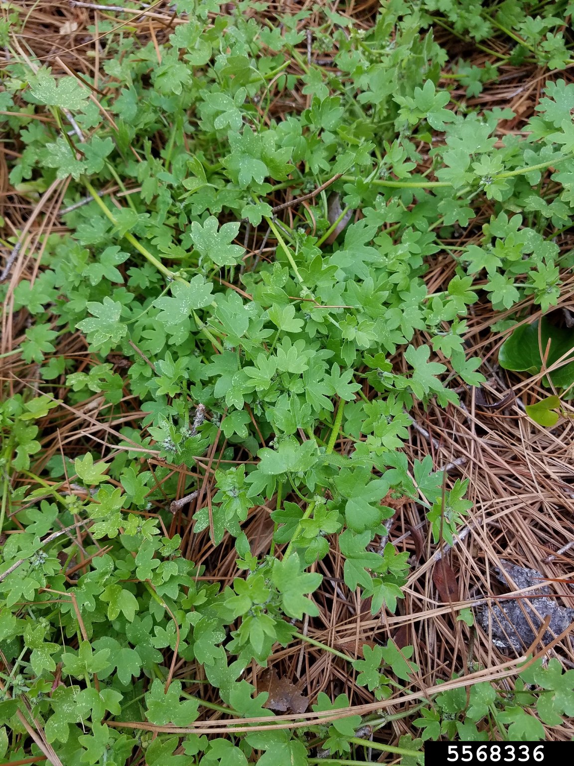 hoary bowlesia (Bowlesia incana Ruiz & Pavón)