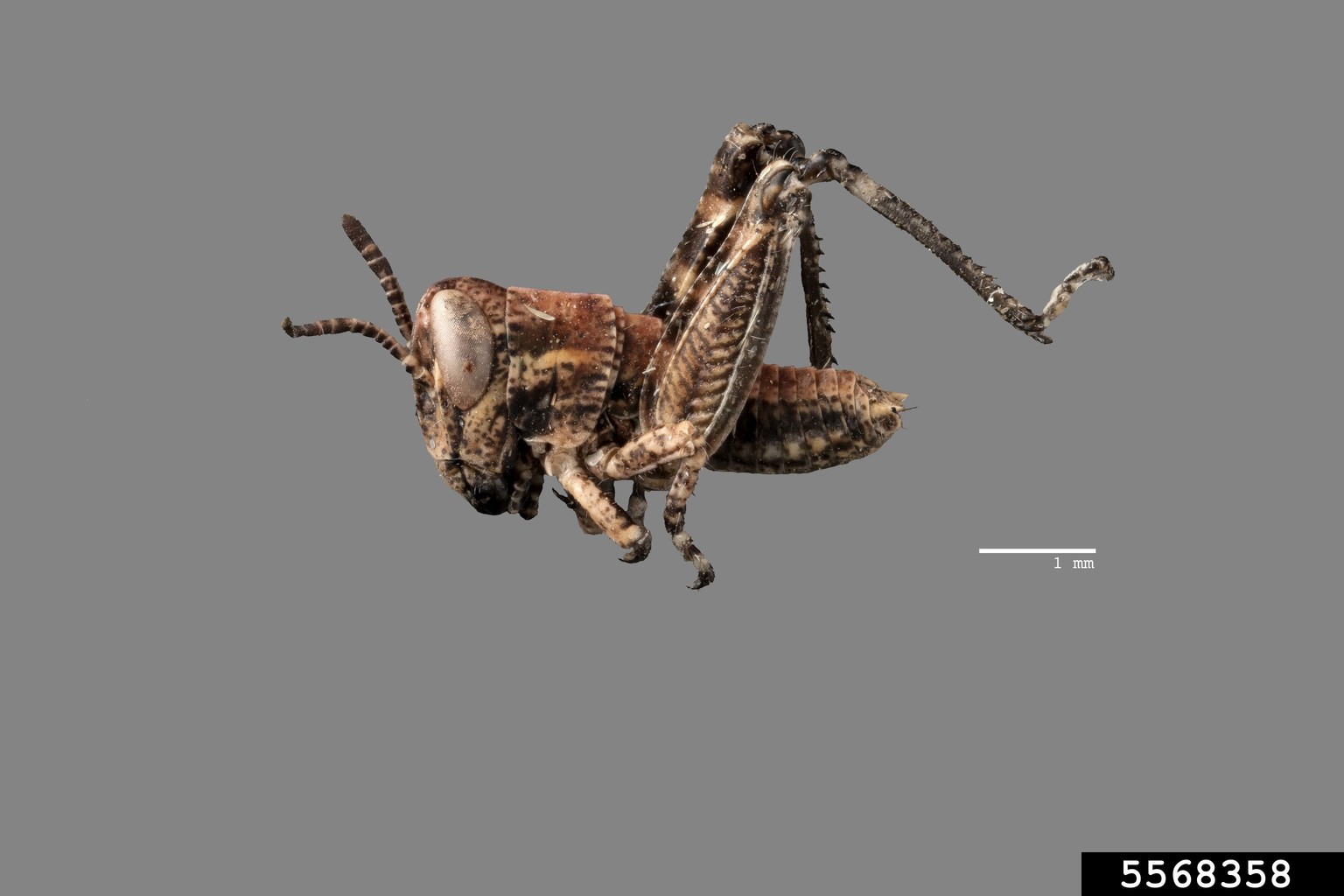 migratory grasshopper (Melanoplus sanguinipes)