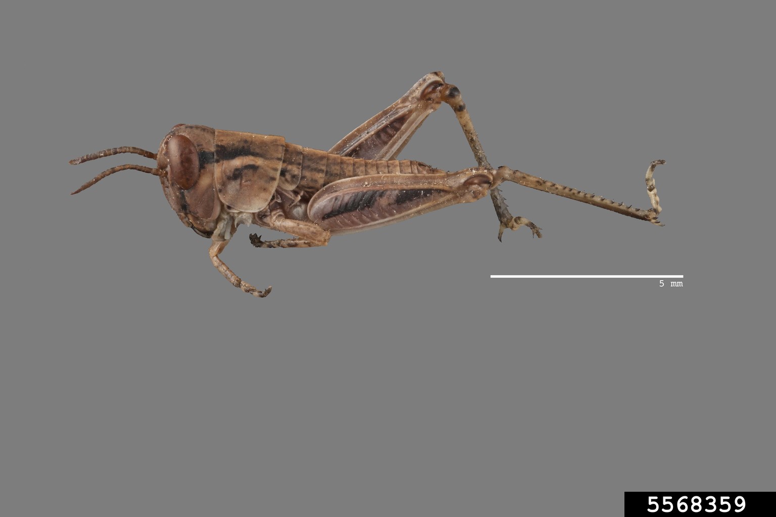 migratory grasshopper (Melanoplus sanguinipes)