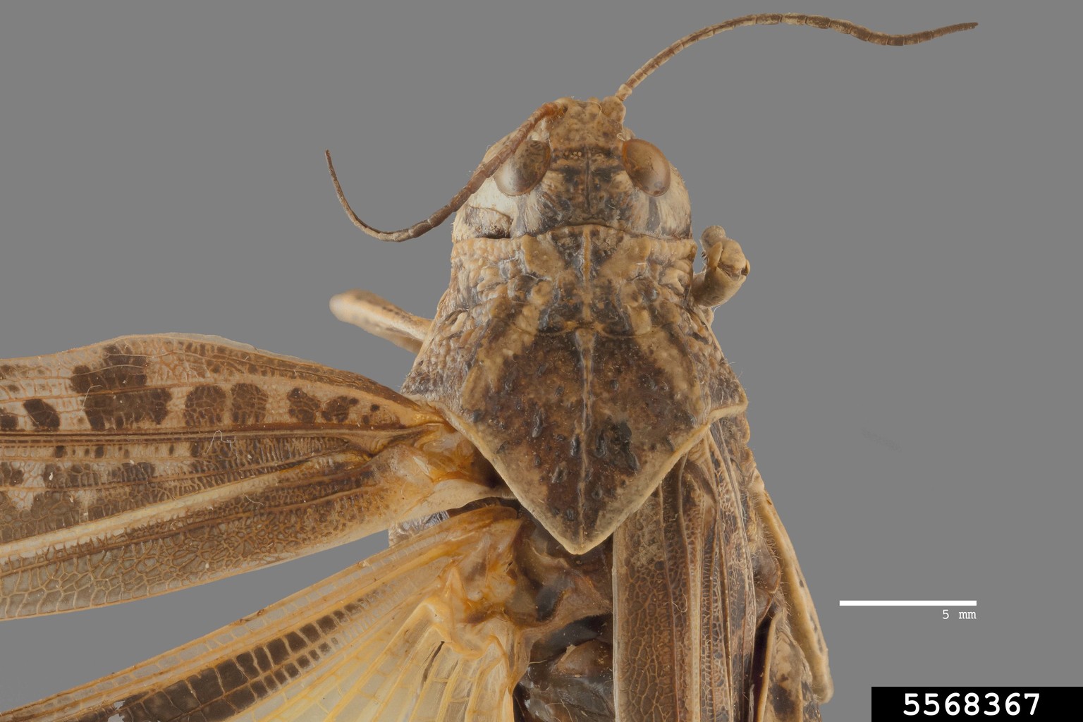 red-shanked grasshopper (Xanthippus corallipes (Haldeman, 1852))