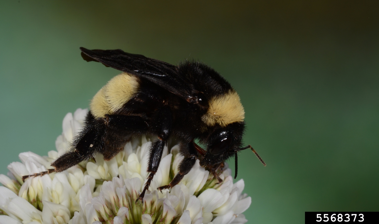 American bumble bee (Bombus pensylvanicus (De Geer))