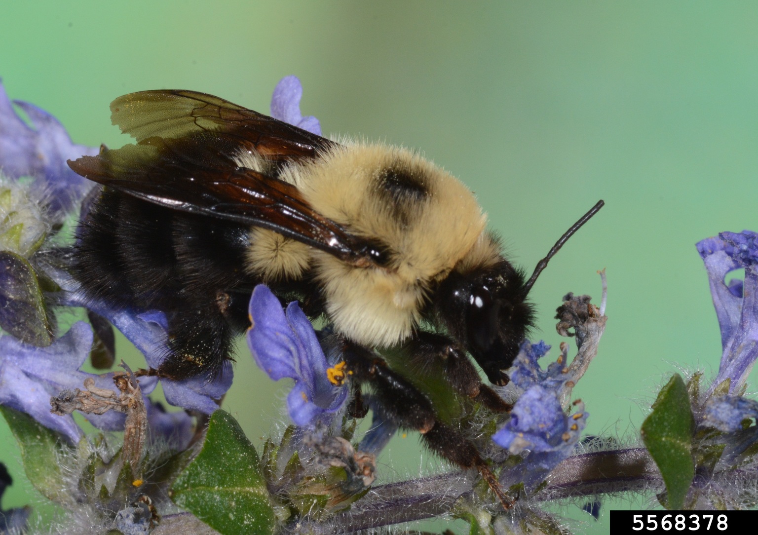 Two-spotted bumble bee (Bombus bimaculatus)