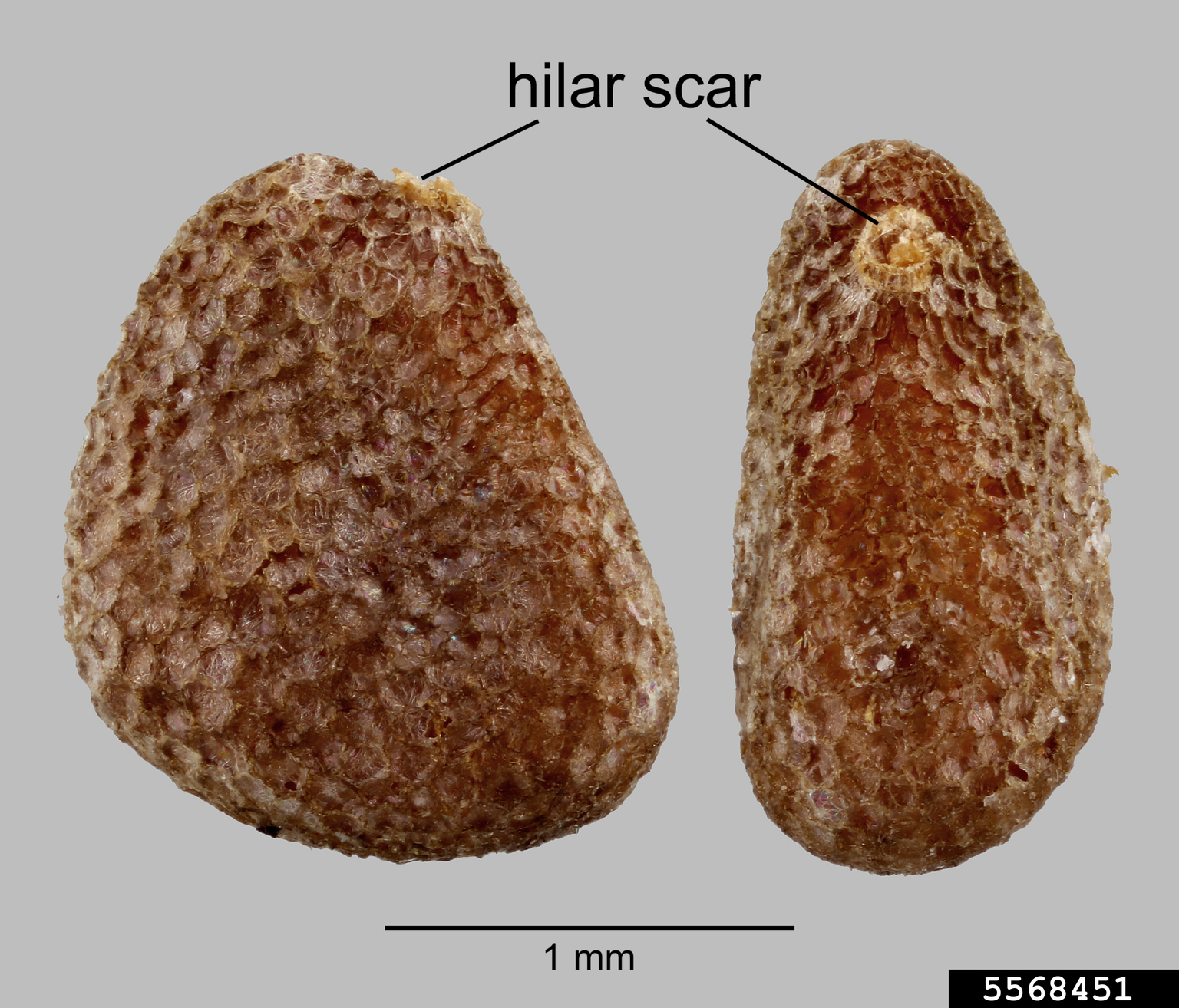 belladonna (Atropa belladonna)