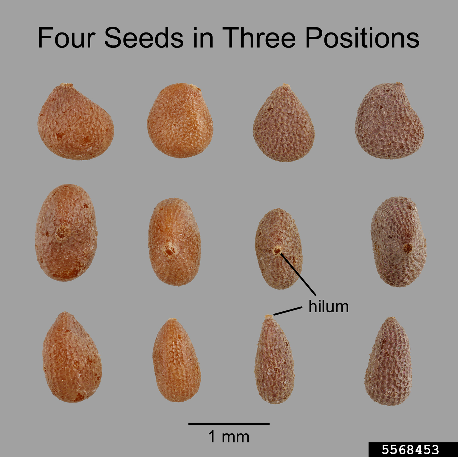 belladonna (Atropa belladonna L.)