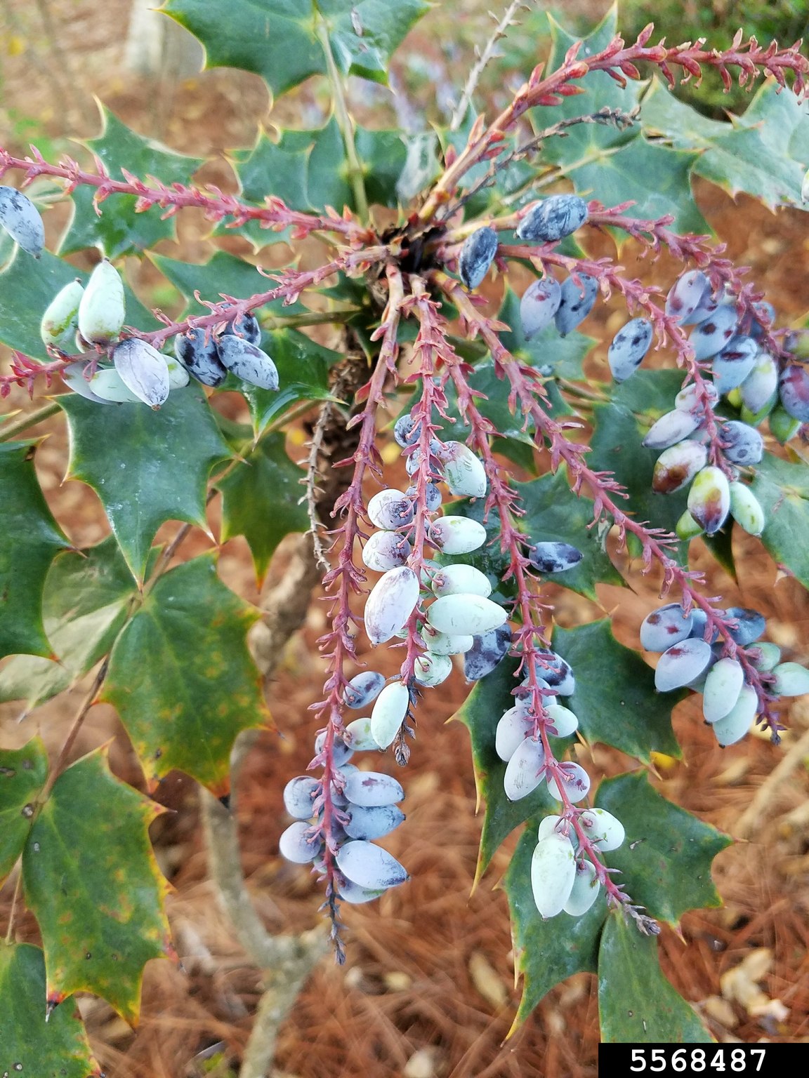 leatherleaf mahonia (Mahonia bealei (Fortune) Carr.)