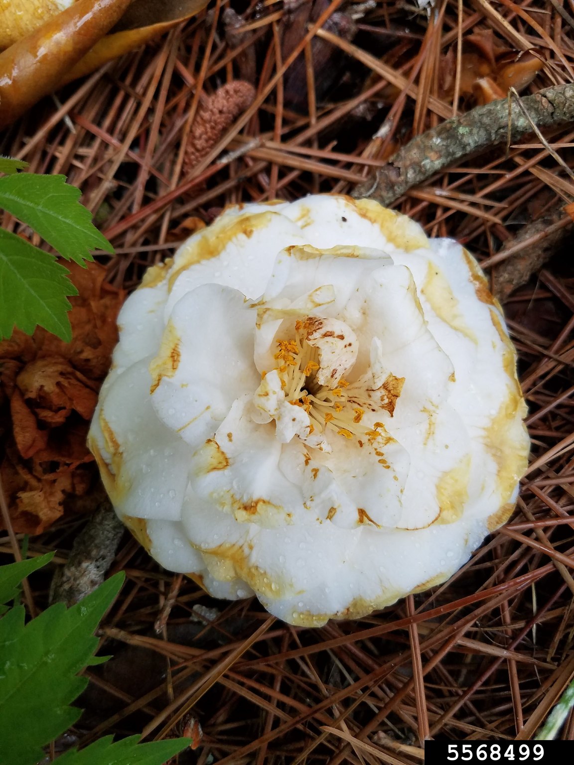camellia flower blight (Ciborinia camelliae L.M. Kohn)