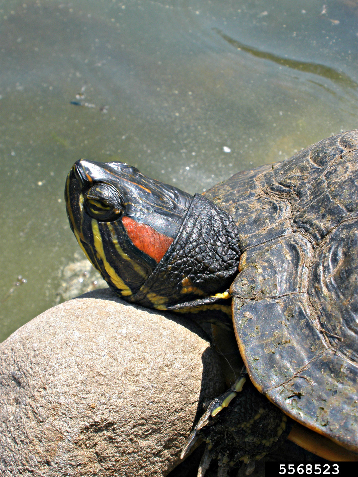 red-eared slider (Trachemys scripta elegans)
