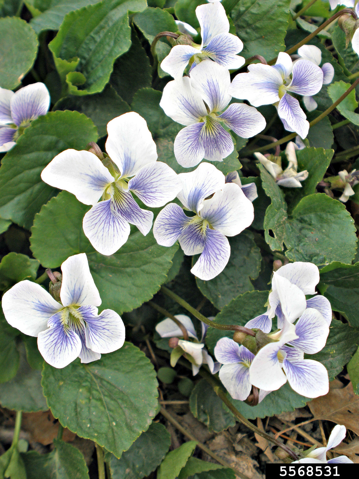 common blue violet (Viola sororia)