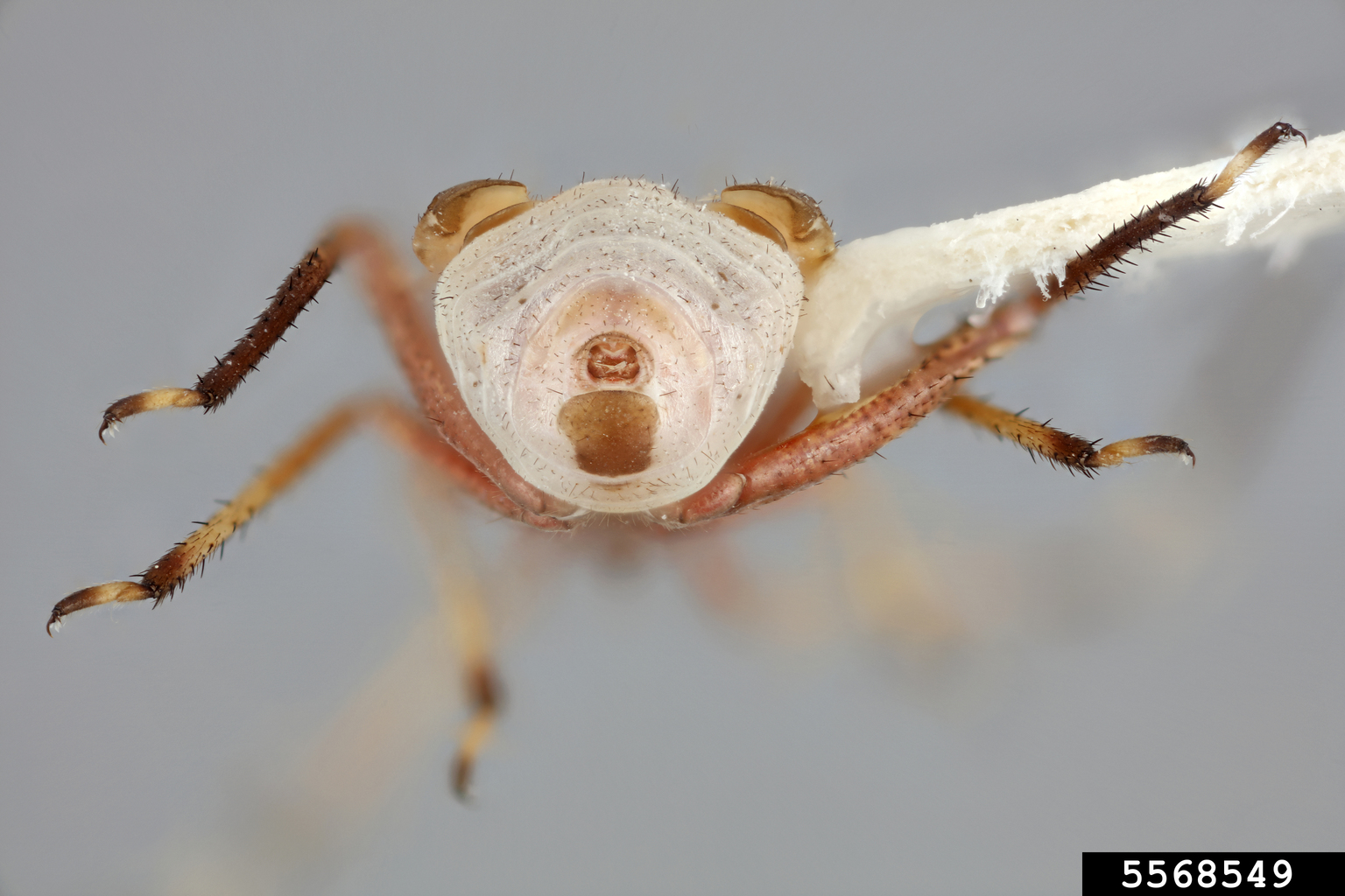 rapid plant bug (Adelphocoris rapidus (Say))