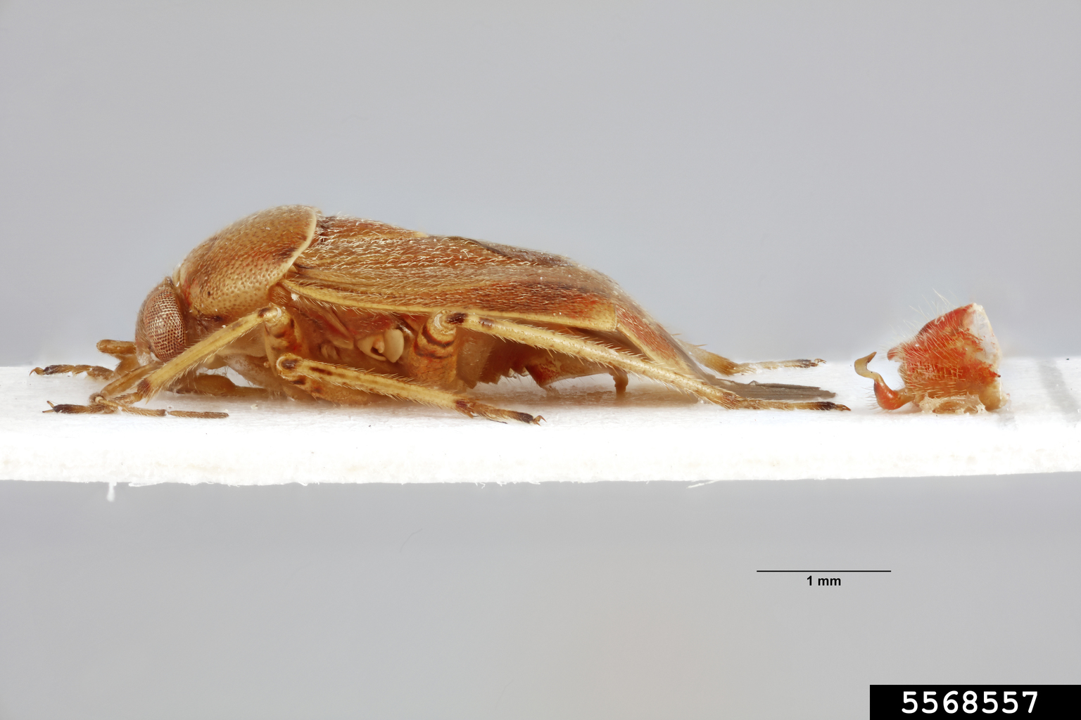 Plant bug (Agnocoris rubicundus (Fallen))