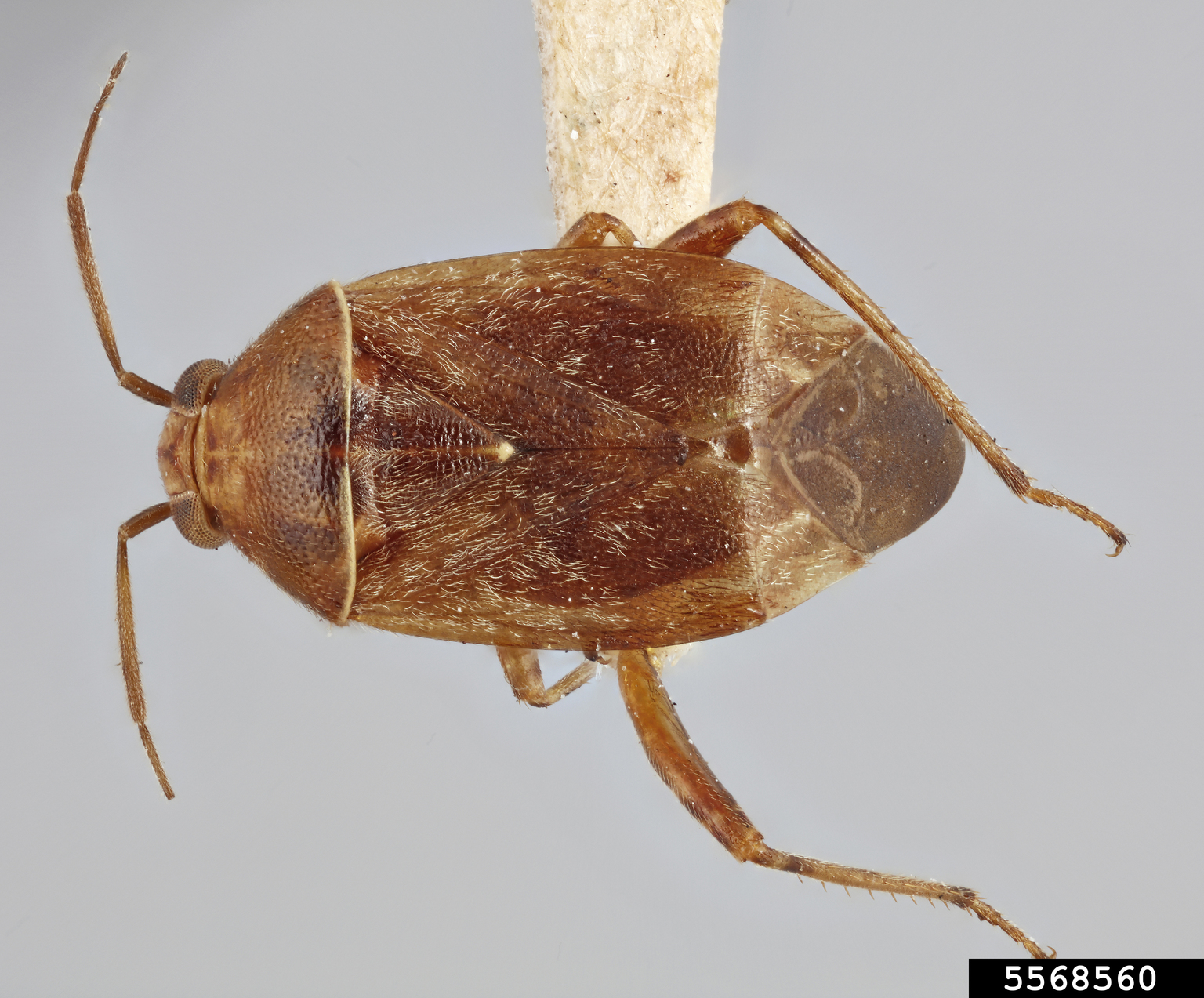 Plant bug (Agnocoris rubicundus (Fallen))