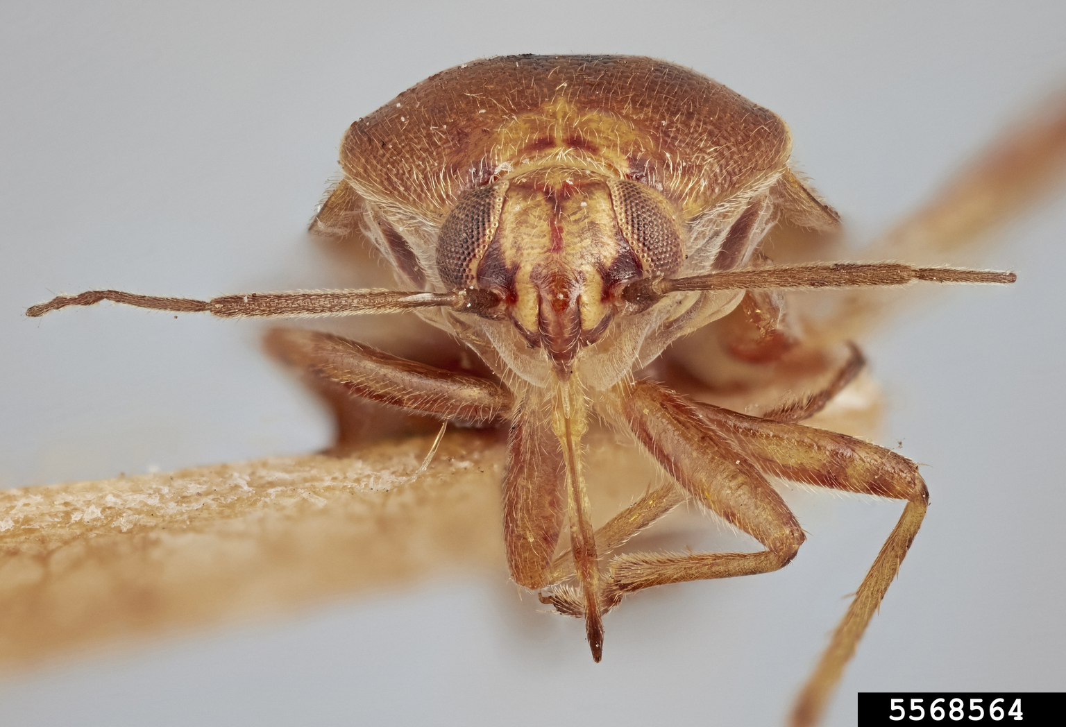 Plant bug (Agnocoris rubicundus)