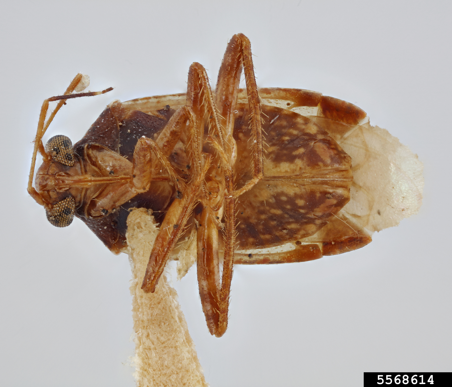 Plant bug, Calocorisca minima (Hemiptera: Miridae) - 5568614