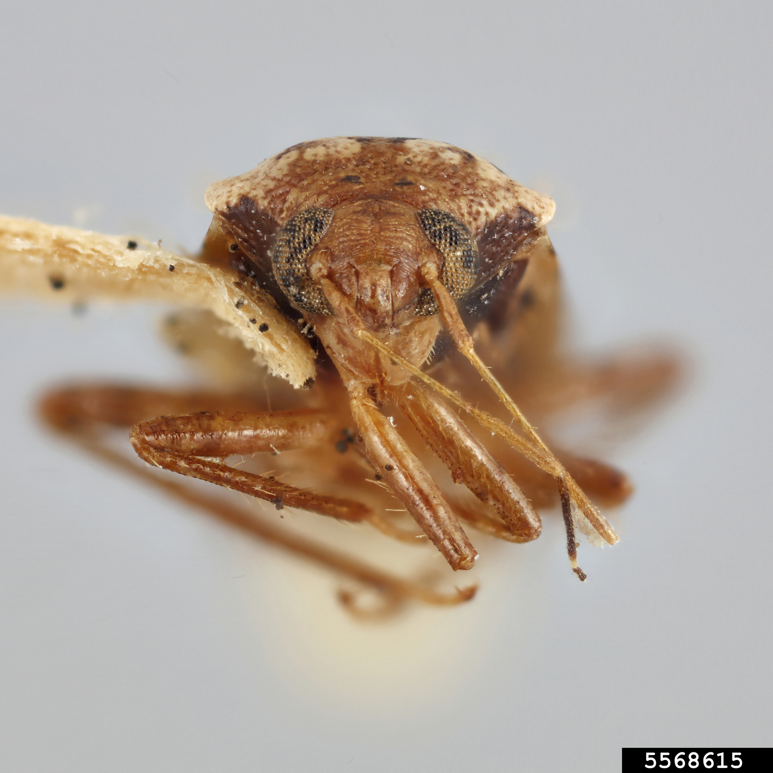Plant bug (Calocorisca minima)