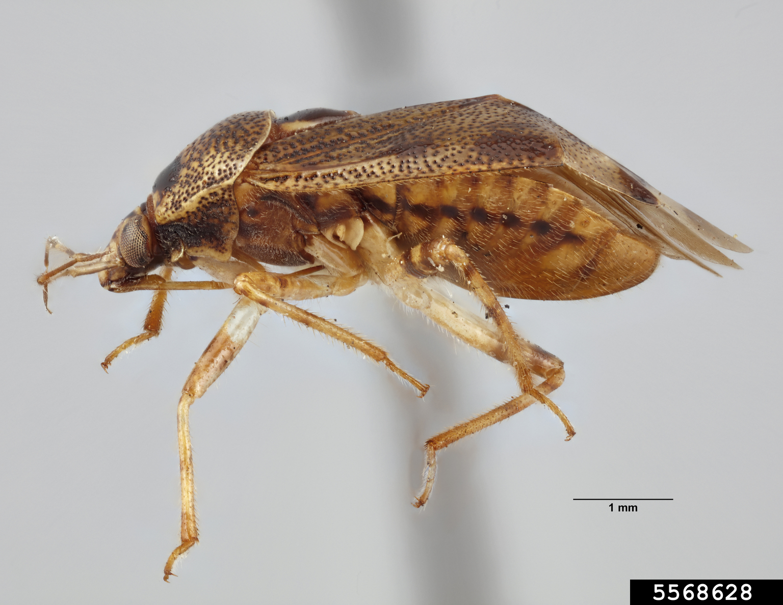 Plant bug (Deraeocoris aphidiphagus Knight)
