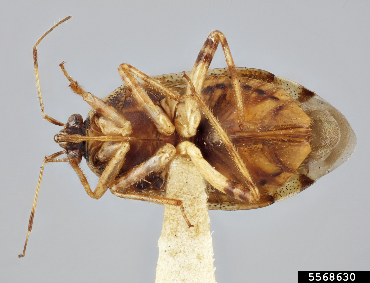 Plant bug (Deraeocoris aphidiphagus Knight)