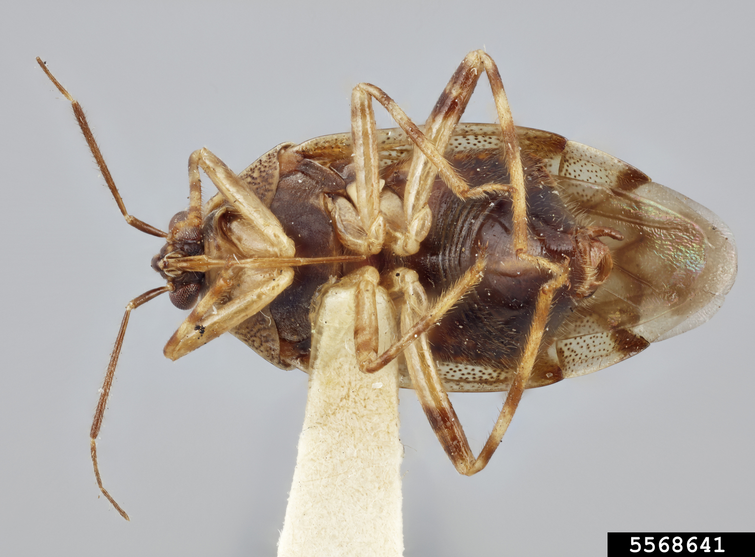 Plant bug (Deraeocoris aphidiphagus)