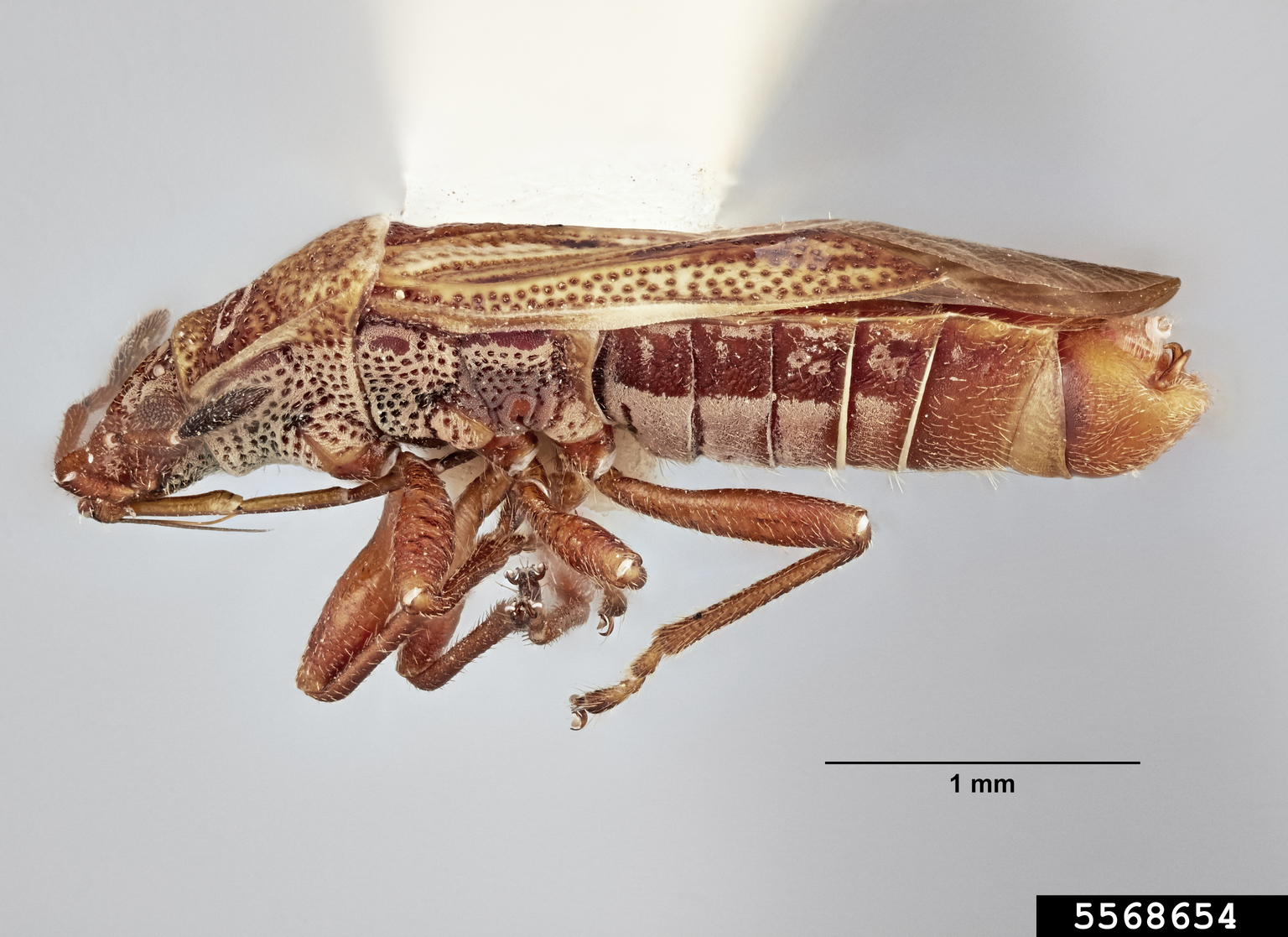Seed bug (Polychisme ferruginosus (Stål))