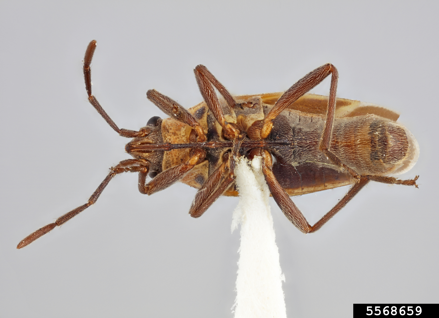 Seed bug (Pseudoacroleucoides vicinalis)