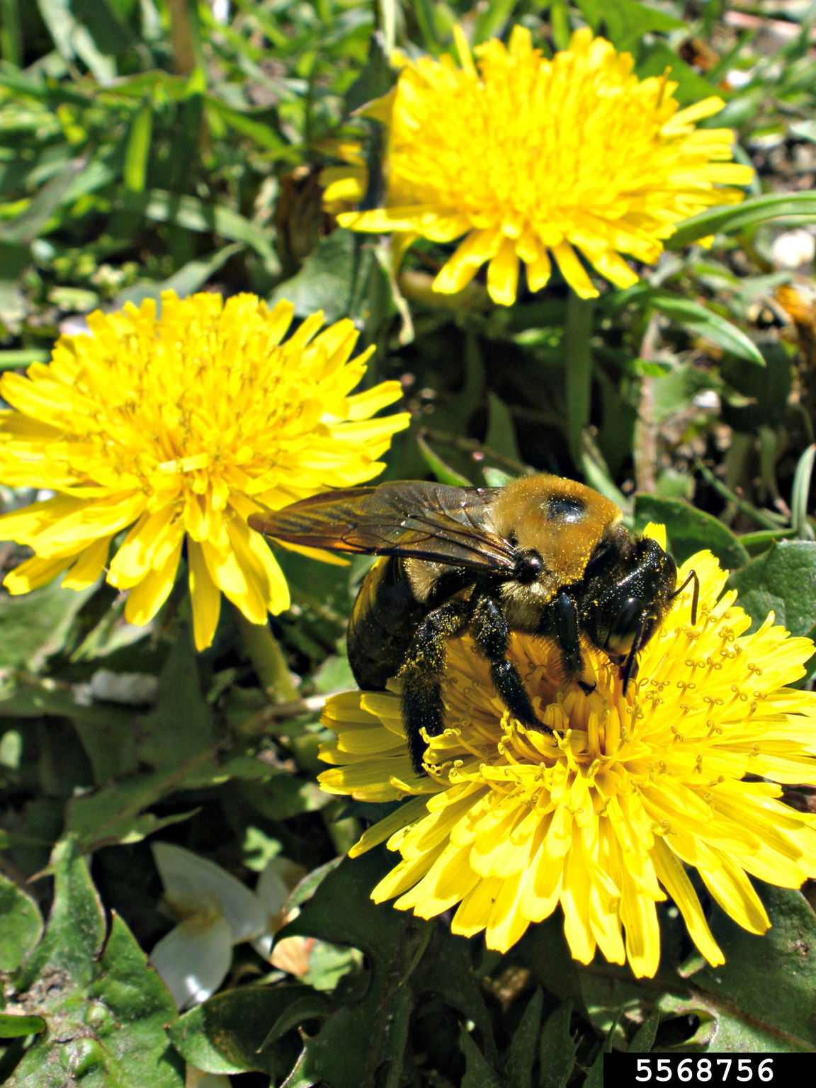 carpenter bee (Xylocopa virginica)