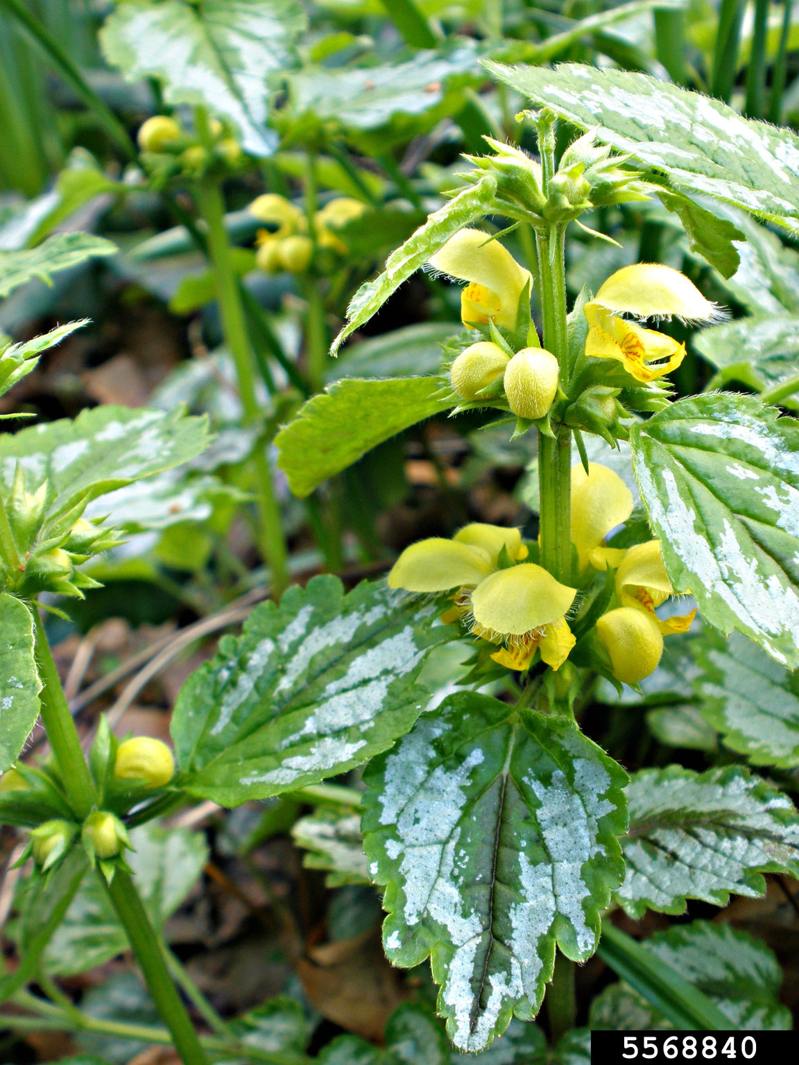 yellow archangel (Lamium galeobdolon (L.) Crantz)