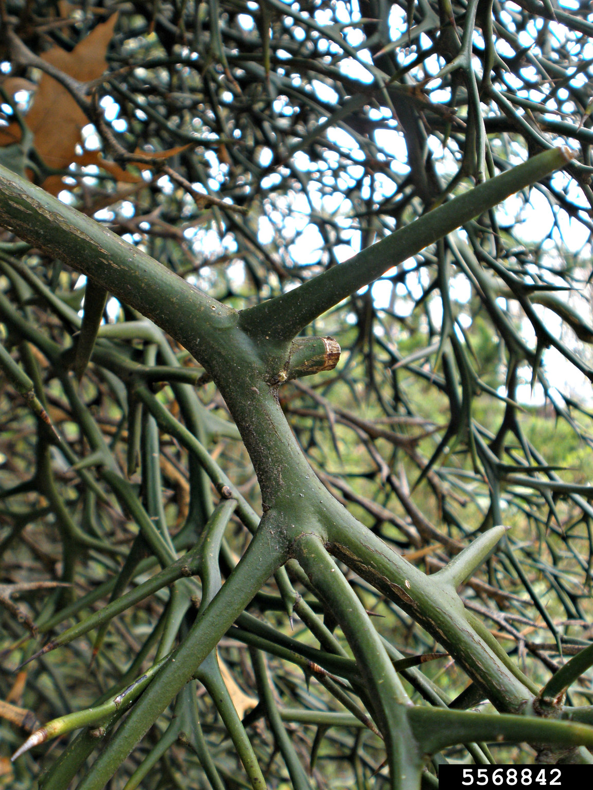 trifoliate orange (Citrus trifoliata (L.) Raf.)