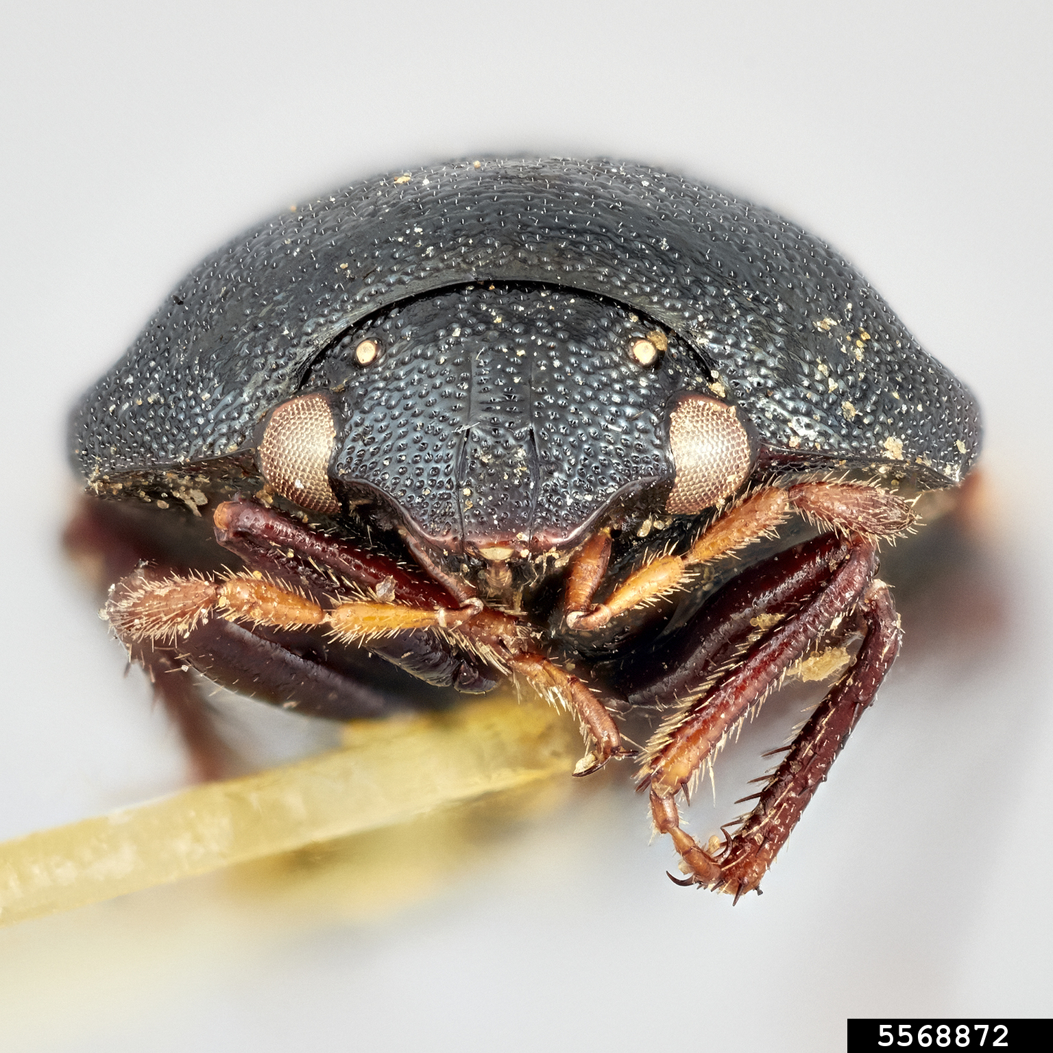 ebony bug (Allocoris incognita)