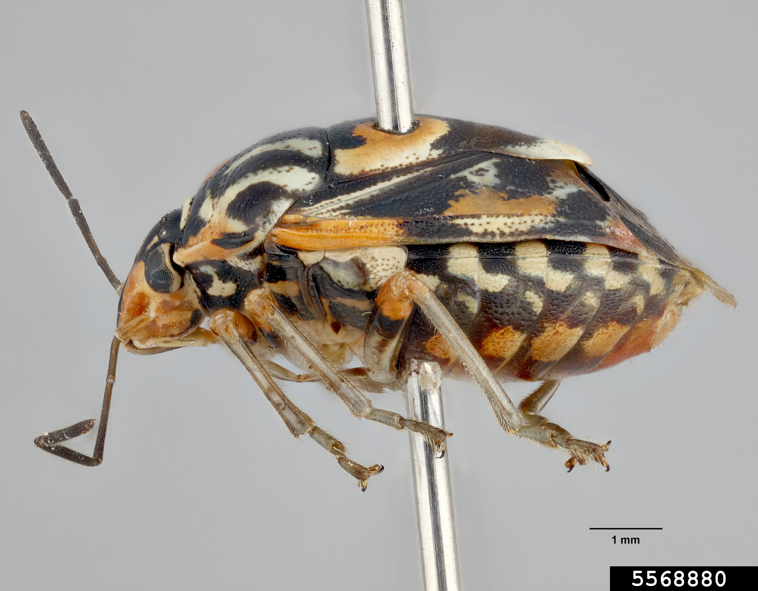 Antestia bug (Antestiopsis orbitalis)