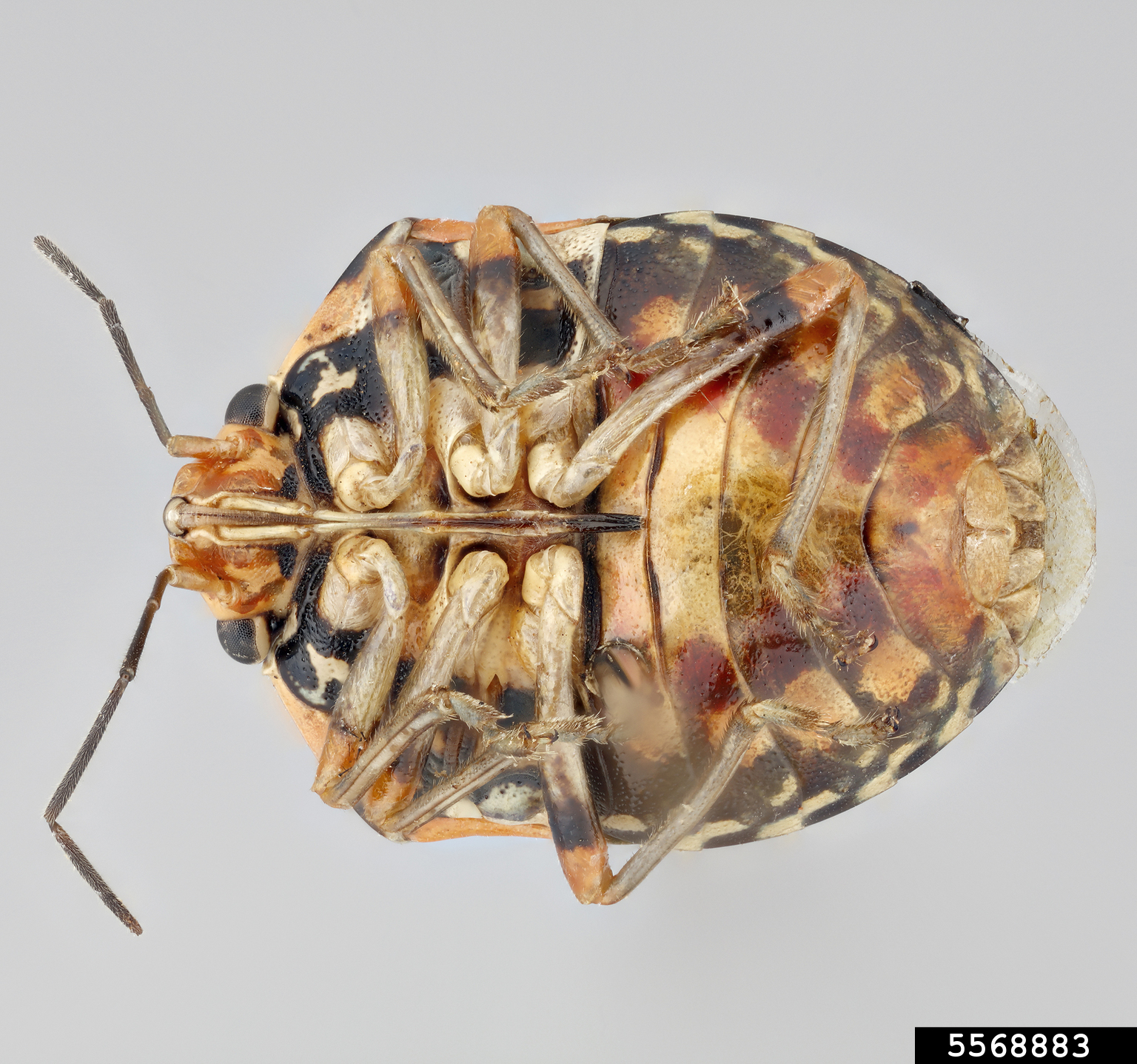 Antestia bug (Antestiopsis orbitalis (Westwood))