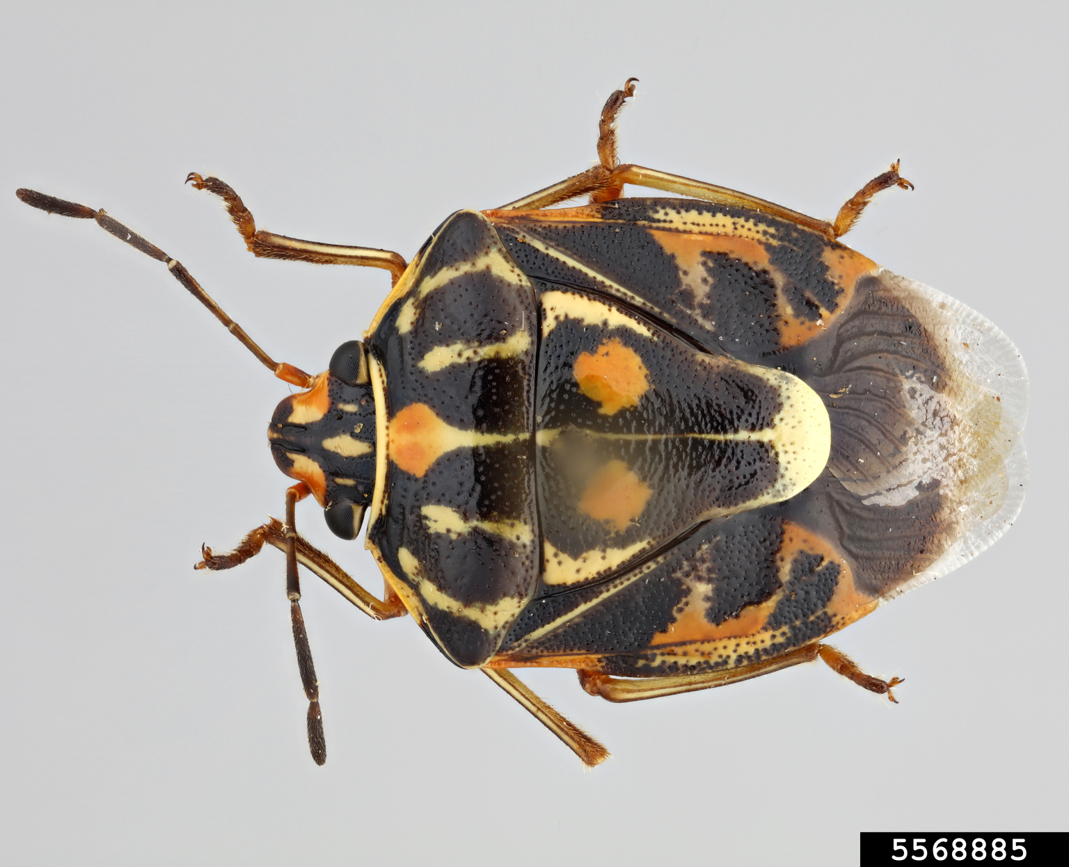 Antestia bug (Antestiopsis orbitalis)