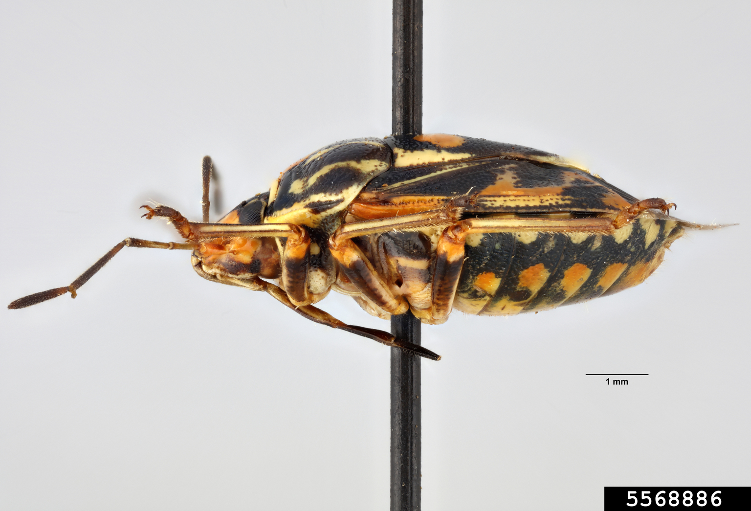 Antestia bug (Antestiopsis orbitalis (Westwood))