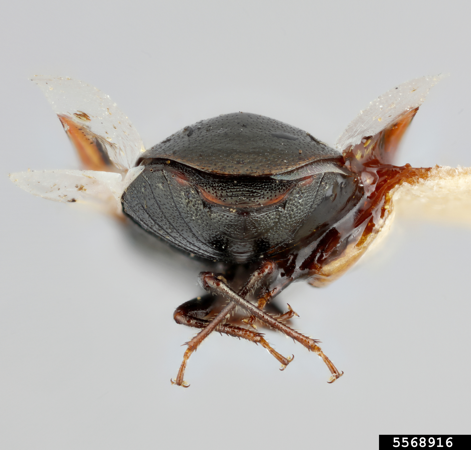 ebony bug (Corimelaena extensa Uhler)