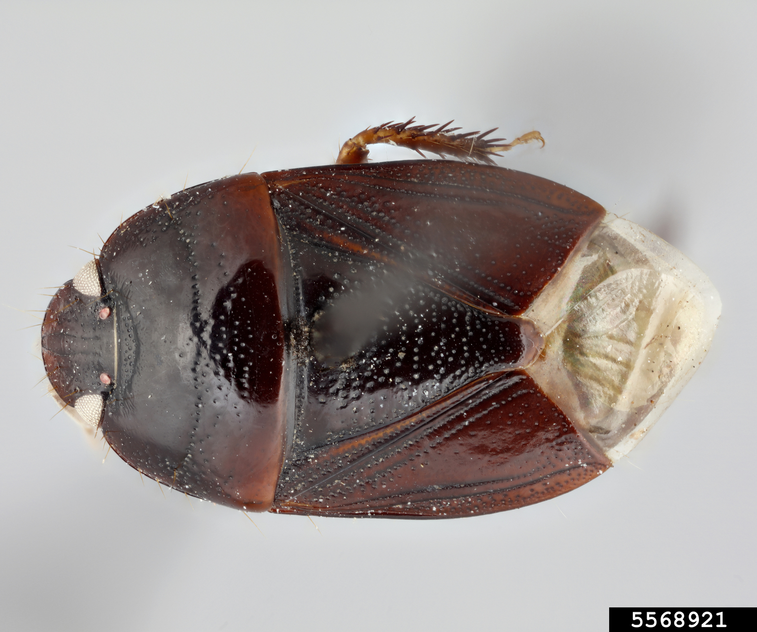 burrowing bug (Dallasiellus alutaceus)