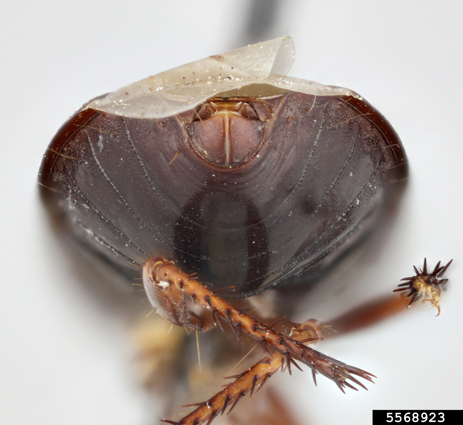 burrowing bug (Dallasiellus alutaceus Froeschner)