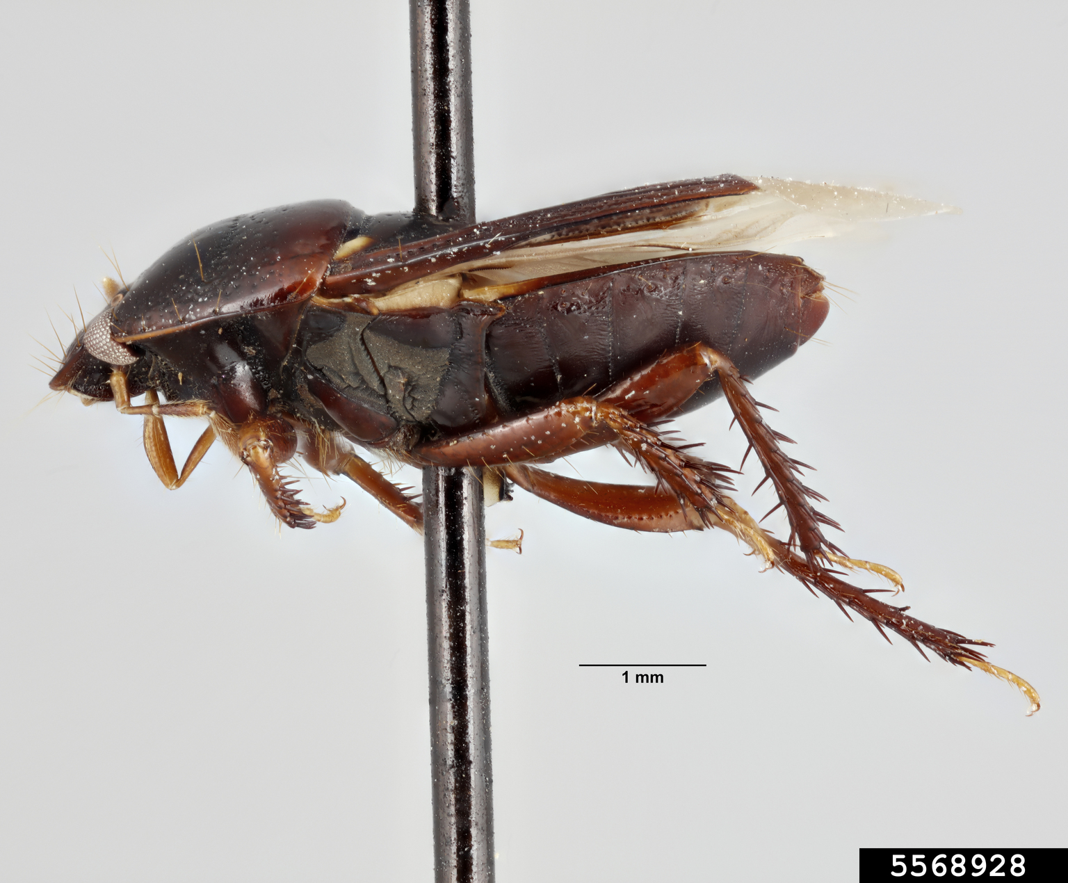 burrowing bug (Dallasiellus alutaceus Froeschner)