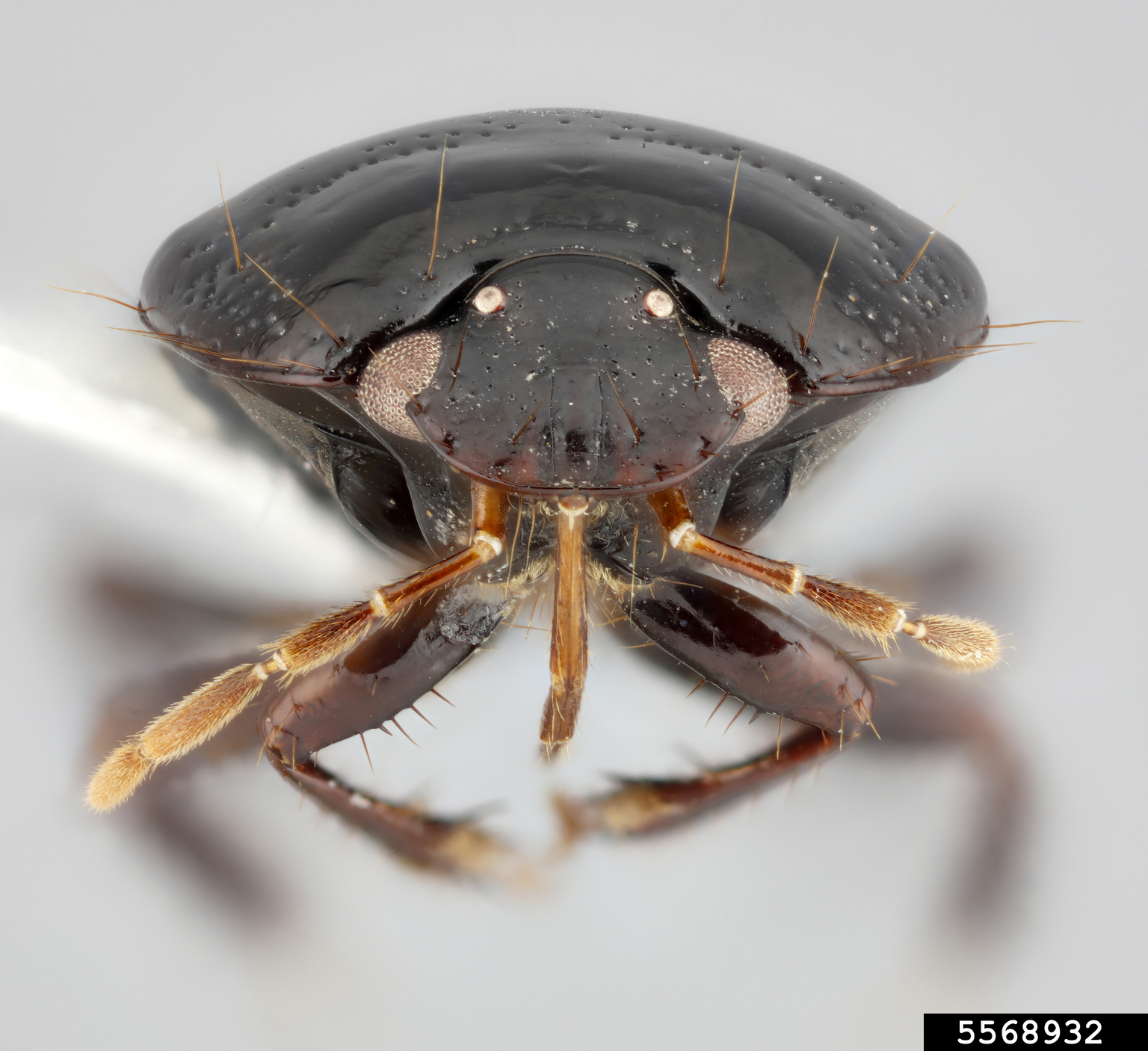 burrowing bug (Dallasiellus bacchinus)