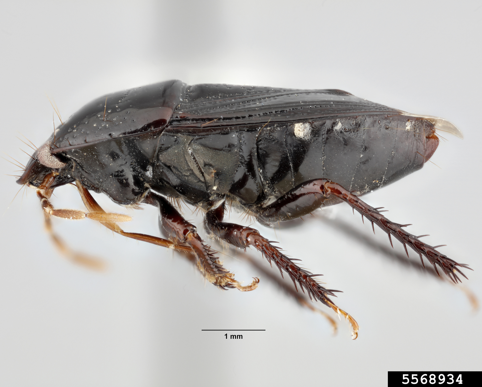 burrowing bug (Dallasiellus bacchinus Froeschner)