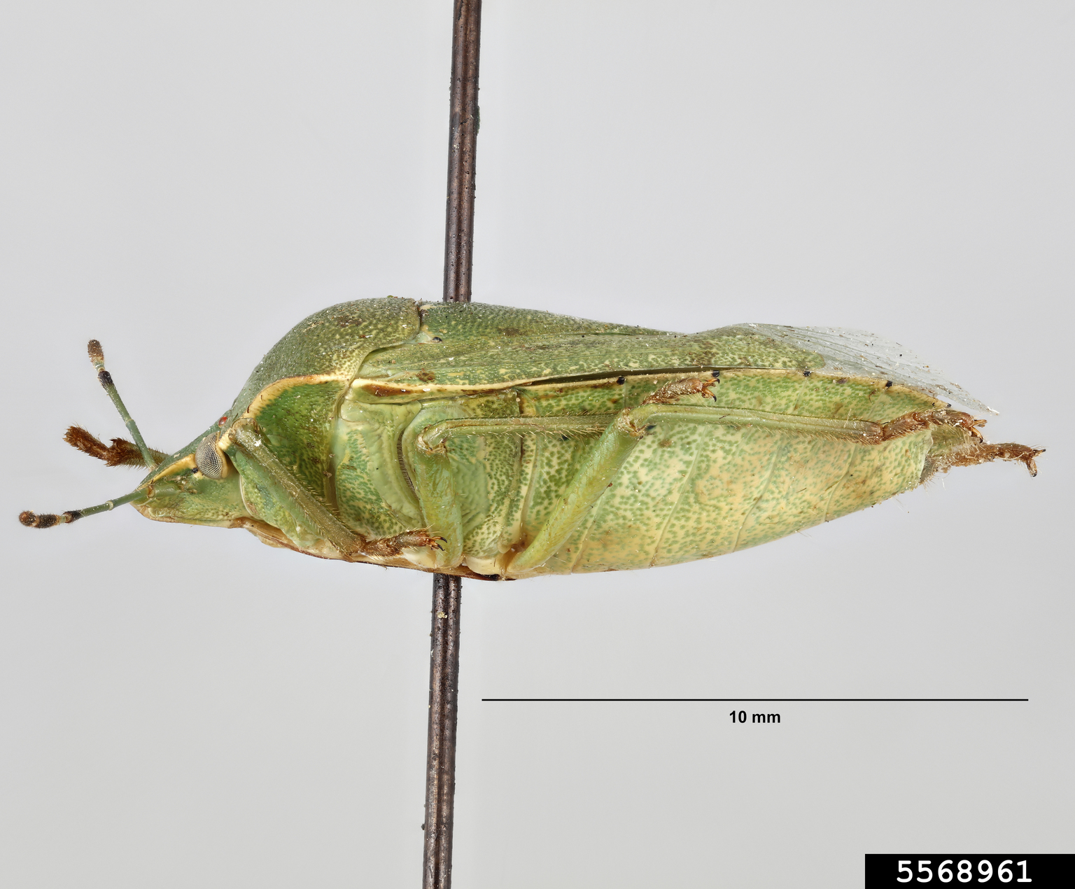 eastern green stink bug (Nezara antennata Scott, 1874)