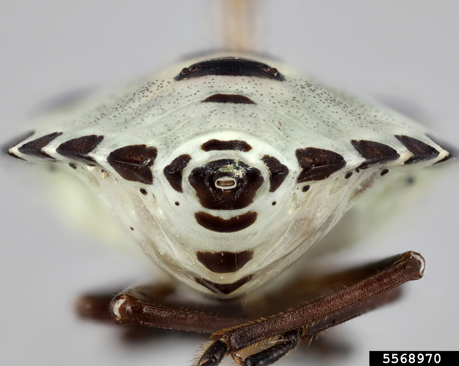 eastern green stink bug (Nezara antennata Scott, 1874)