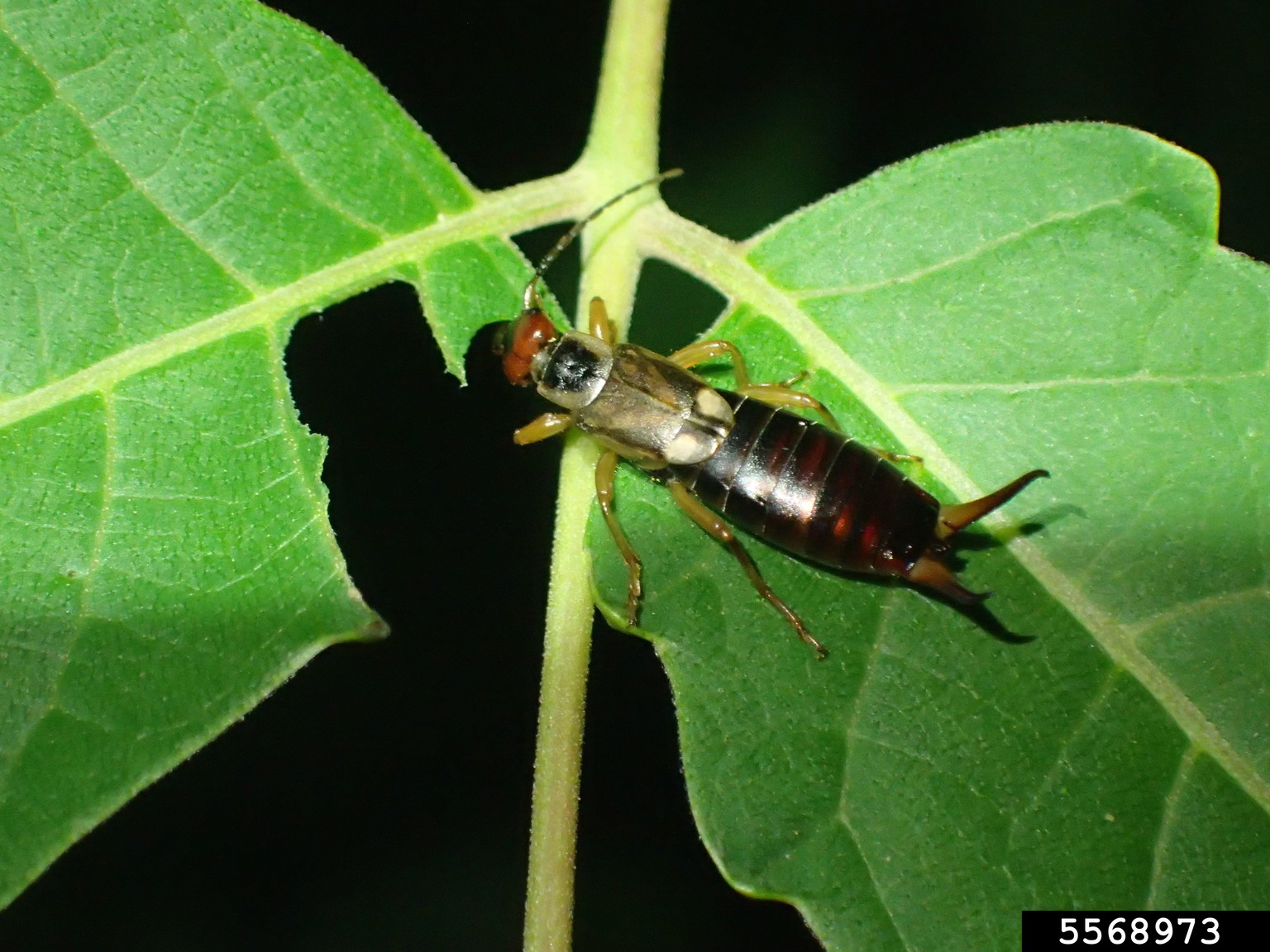 European earwig, Forficula auricularia (Dermaptera: Forficulidae) - 5568973