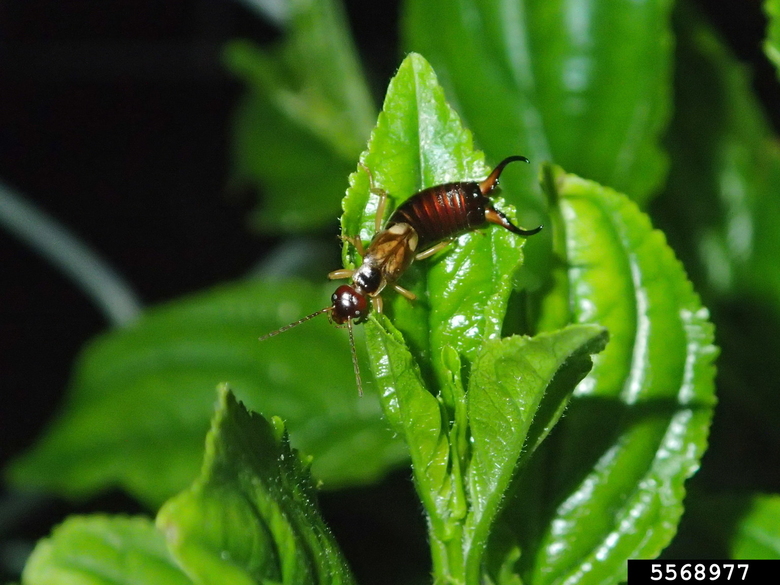 earwig (Order Dermaptera)