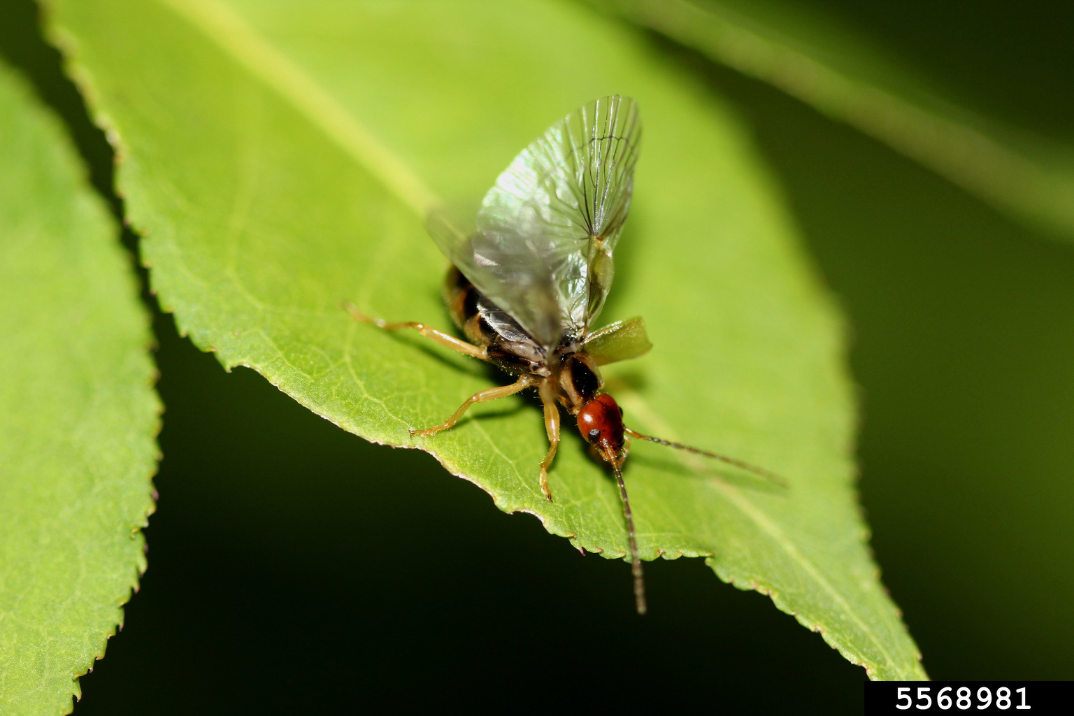 earwig (Order Dermaptera)