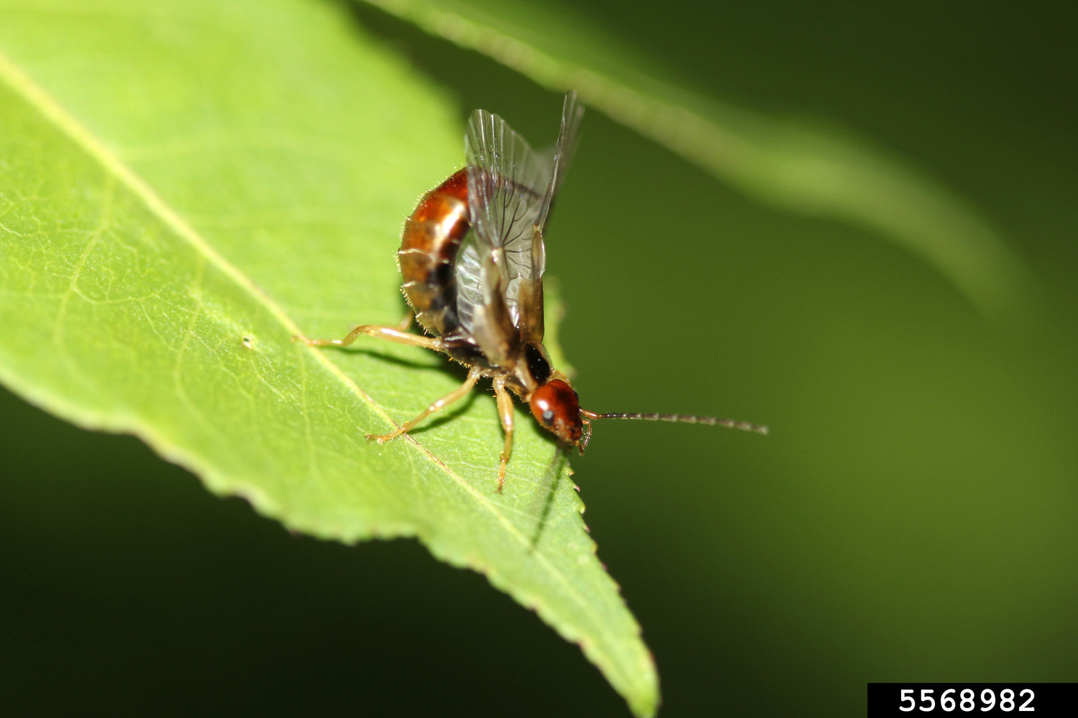 earwig (Order Dermaptera)