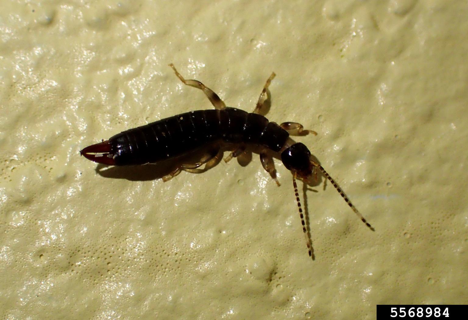 earwig (Order Dermaptera)