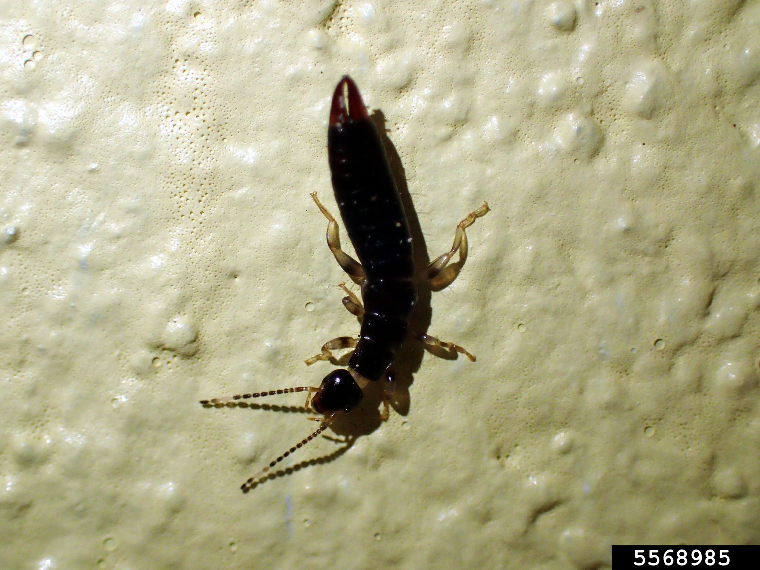 earwig (Order Dermaptera)