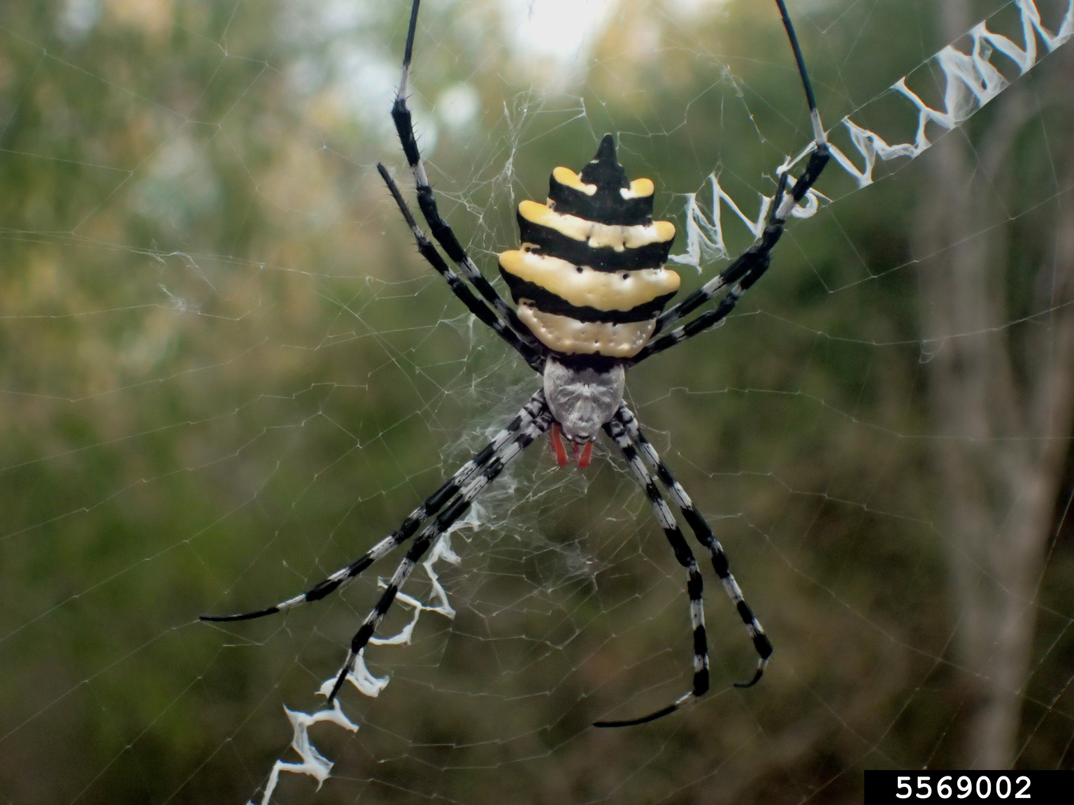 garden orb weaver (Argiope coquereli)