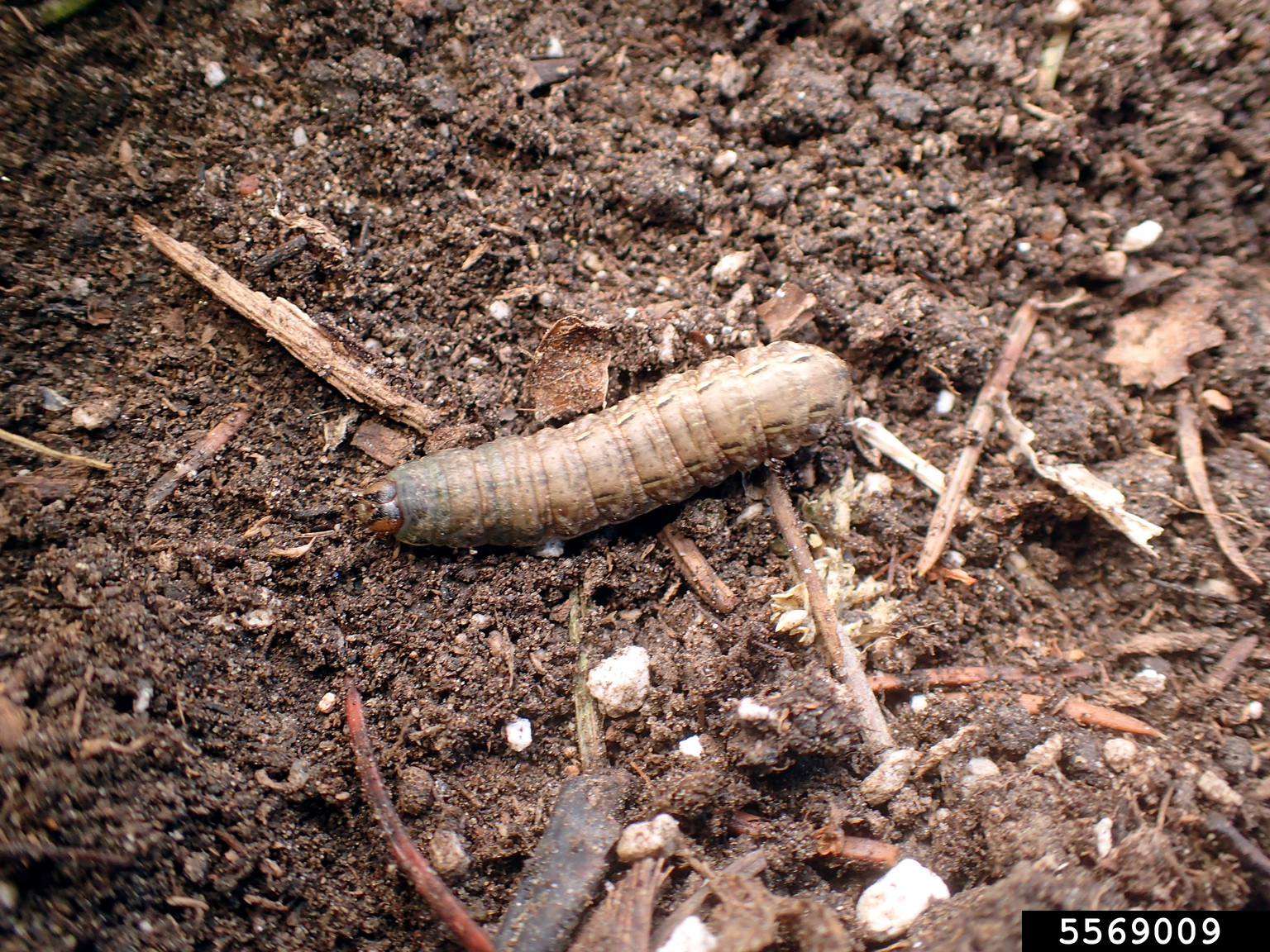 Winter cutworm, large yellow underwing (Noctua pronuba)