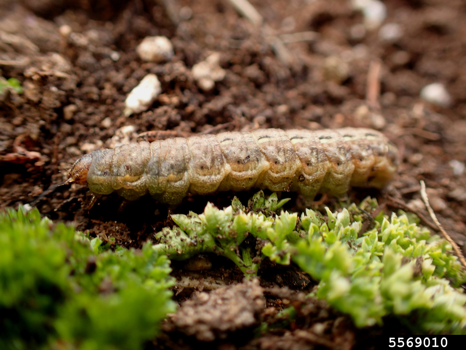 Winter cutworm, large yellow underwing (Noctua pronuba (Linnaeus))
